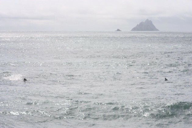 Incredible photo captures huge shark approaching swimmer off Kerry beach