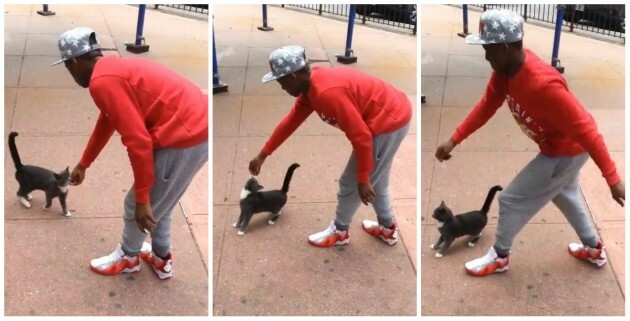Man arrested after a video of him kicking a cat goes viral