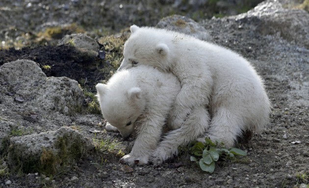 At last: Study explains why polar bears are fat and yet healthy