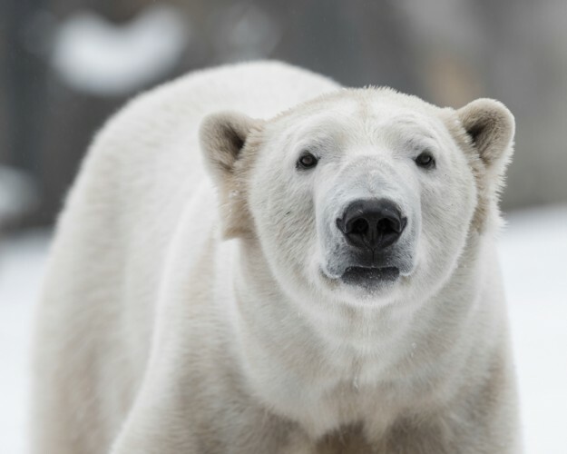 At last: Study explains why polar bears are fat and yet healthy