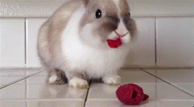 Bunny eats raspberries, looks like it's wearing lipstick