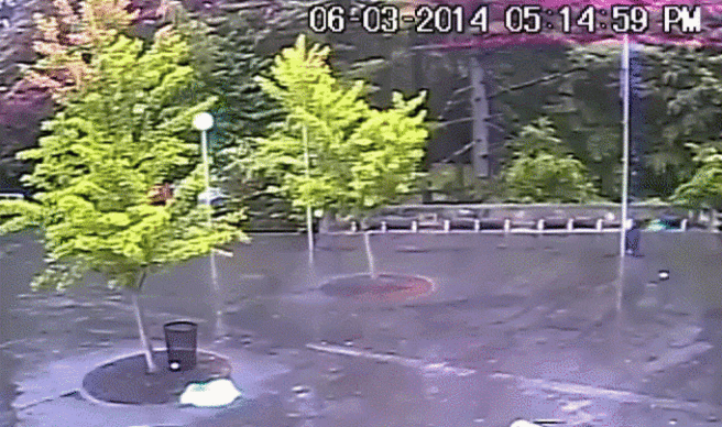 This is why you shouldn't stand under a tree during a thunderstorm