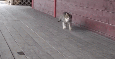 This cat strutting confidently is you on this fine Friday morning