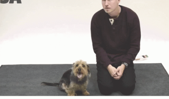 How do dogs react to human barking? · The Daily Edge