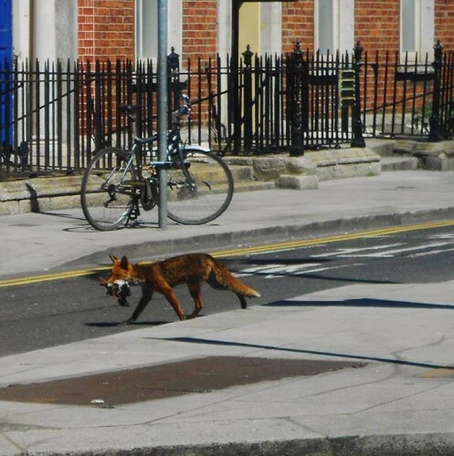 Foxes are in our cities but are they dangerous? · TheJournal.ie