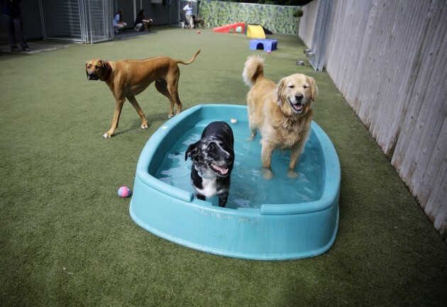 Fat camps in the states are offering pudgy pets 'pawlates' to lose weight