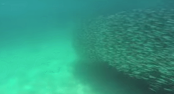 Fish School Animated Gif