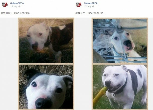 Charity worker fined €250 after starved dogs and animal skulls found