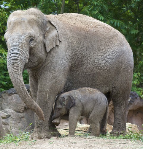 Awww... check out the new baby elephant at Dublin Zoo · TheJournal.ie