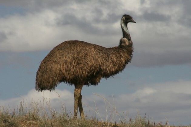 Four-foot-tall emu 'stolen' from pet farm in Carlow · The Daily Edge