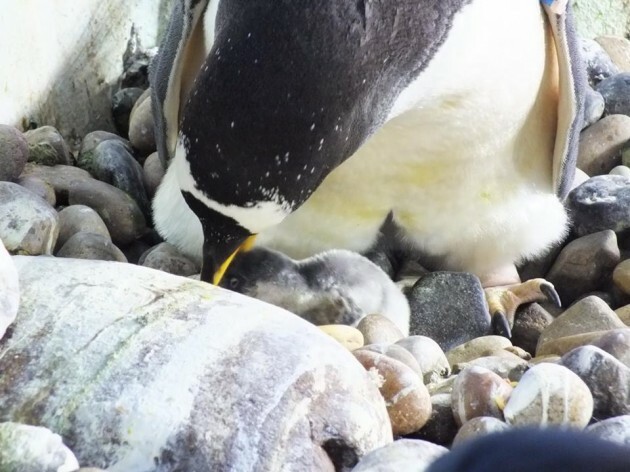 Meet Ireland's first ever gentoo penguin chick · The Daily Edge