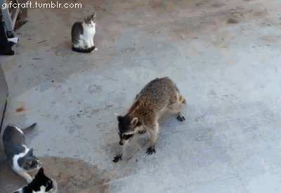 15 animal gifs that are bound to make you smile, every time