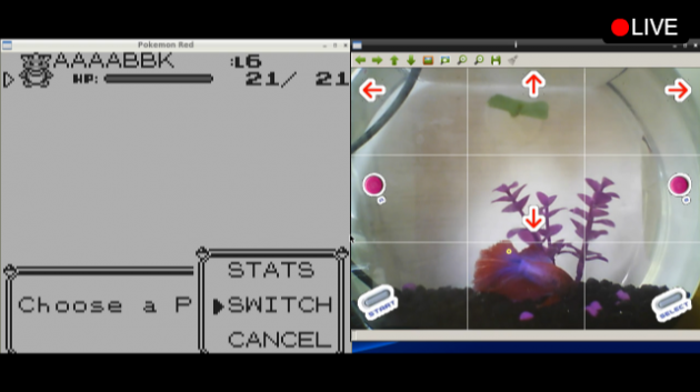 Thousands of people are watching a fish 'play' Pokémon · The Daily Edge