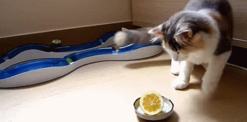 This cat sizing up a lemon is the epic confrontation of our time