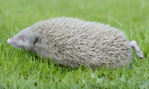 Just LOOK at these extremely rare albino hedgehogs that have just been ...
