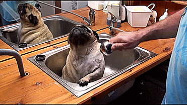 Trust us when we say this video of a pug taking a bath will do your ...