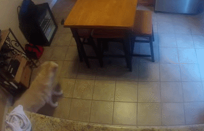 Cheeky labrador caught on camera stealing food from the fridge