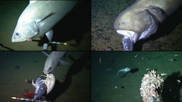 The world's deepest living fish is 'unlike anything scientists have ...