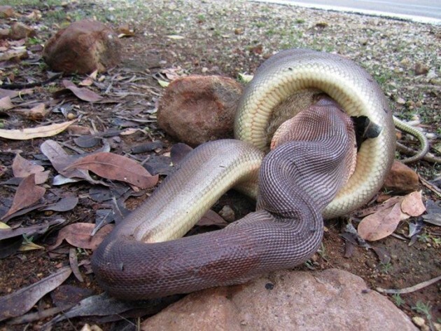 Ever wanted to see a python eat a wallaby? You're in luck