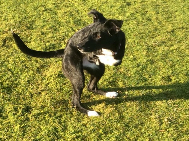 Meet the two-legged dog who hops around like a kangaroo · TheJournal.ie