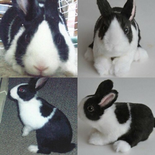 This adorable company will make a stuffed animal replica of your pet