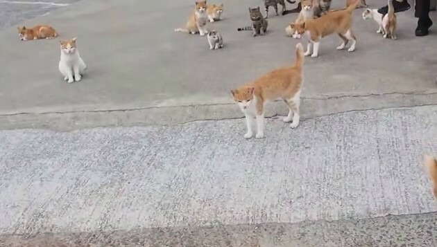 There's an island in Japan where cats outnumber people and it's called ...