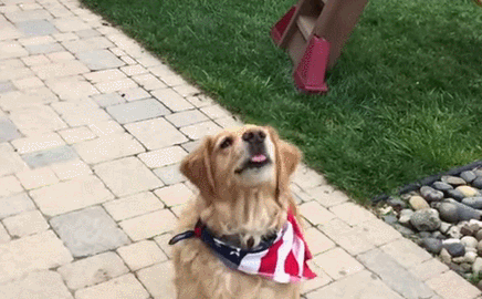 Fritz the dog's struggle to catch food is truly inspirational