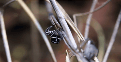 It's time you met the Sparklemuffin spider · TheJournal.ie