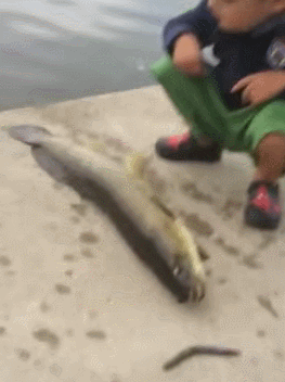Freshly-caught fish gets its last revenge on unsuspecting little boy