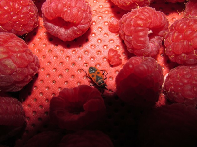 A woman found an extremely rare bug in a packet of raspberries