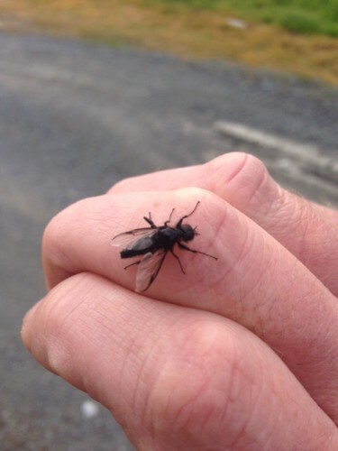 Massive swarms of these weird-looking flies will soon be back in Ireland