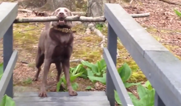 This dog waged a bitter battle with a bridge to keep his stick