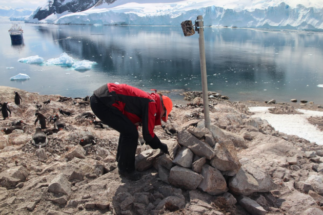 16 amazing photos from a penguinologist's lens · TheJournal.ie