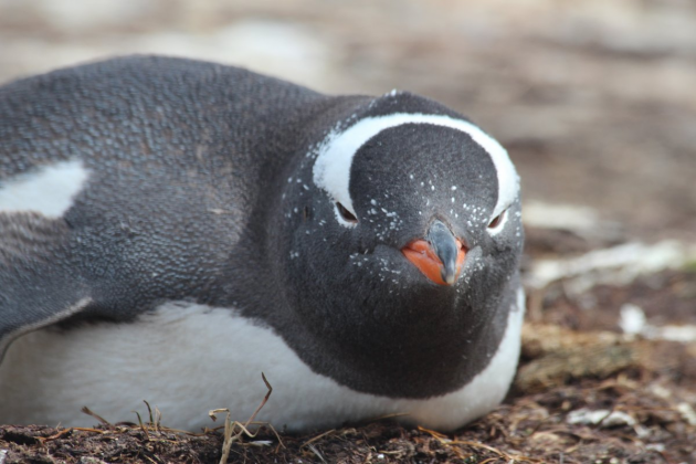 16 amazing photos from a penguinologist's lens · TheJournal.ie
