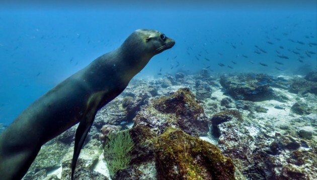 19 of the most stunning images from Google Street View... underwater