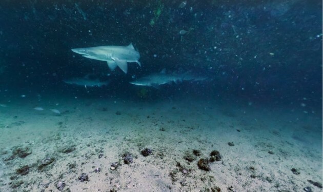 19 of the most stunning images from Google Street View... underwater