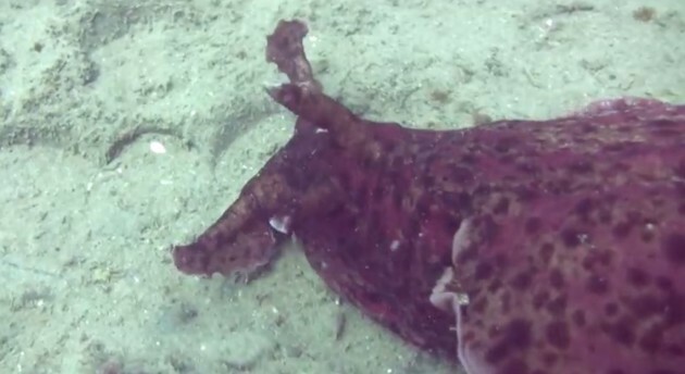 These giant purple slugs are invading California beaches (some people ...