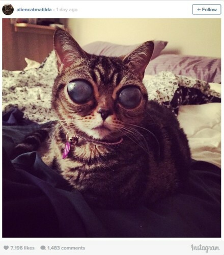 This cat with alien eyes has a heartbreaking story and it's taking the ...