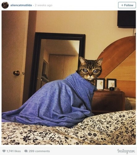 This cat with alien eyes has a heartbreaking story and it's taking the ...