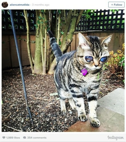 This cat with alien eyes has a heartbreaking story and it's taking the ...