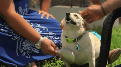 'Chance the dog has taught me there's nothing anybody can't do'