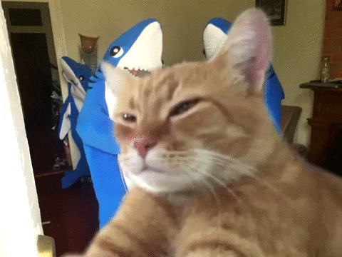 This rude cat ruined its owner's yoga video, and now it's become a meme