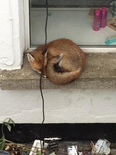 This fox was spotted trapped and scared in a Dublin 8 basement this morning
