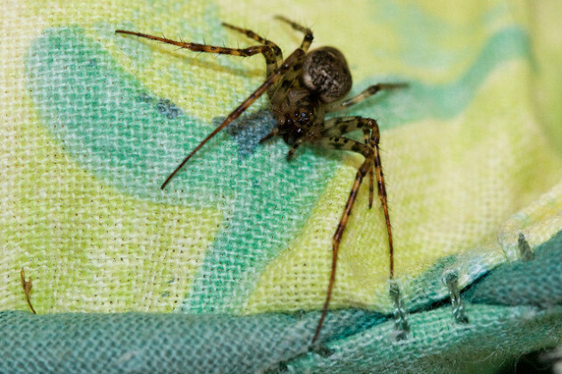 Yes, massive spiders are invading Irish homes and here’s why