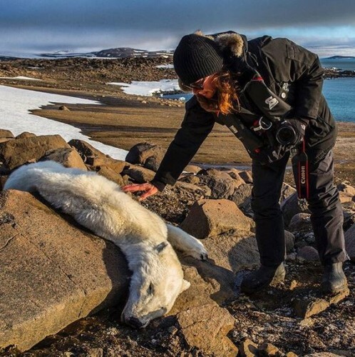 Shocking photo of emaciated polar bear goes viral · TheJournal.ie