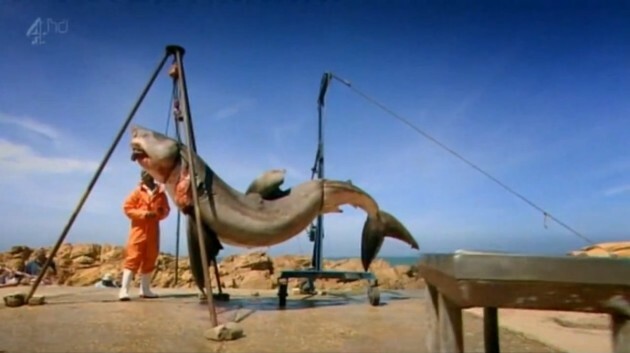 This is what the inside of a great white shark looks like