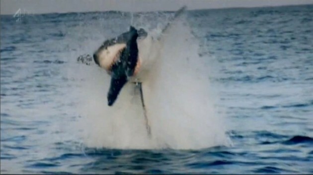 This is what the inside of a great white shark looks like