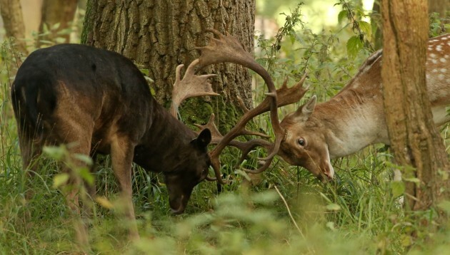 Check out these 6 beautiful photos of deer chilling in the Phoenix Park ...