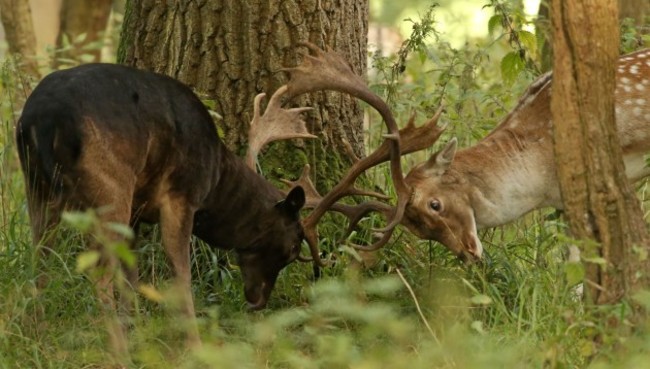 Check out these 6 beautiful photos of deer chilling in the Phoenix Park ...