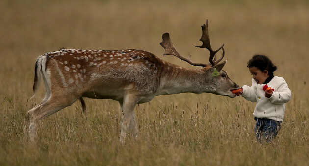 Check out these 6 beautiful photos of deer chilling in the Phoenix Park ...